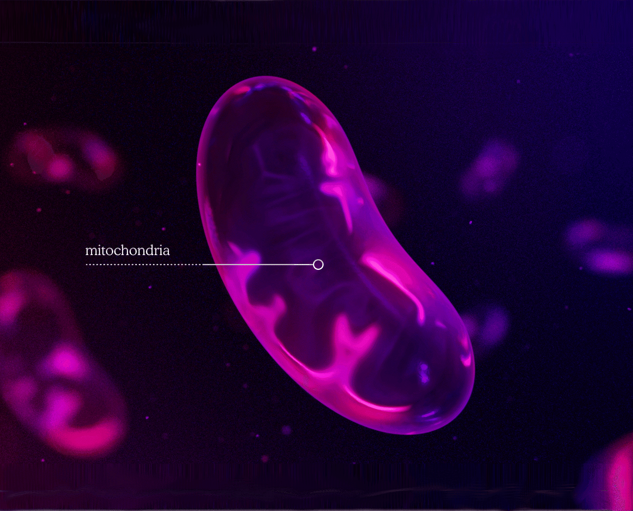 What Are Mitochondria? The Powerhouse of the Cell | MitoQ – MitoQ Ltd