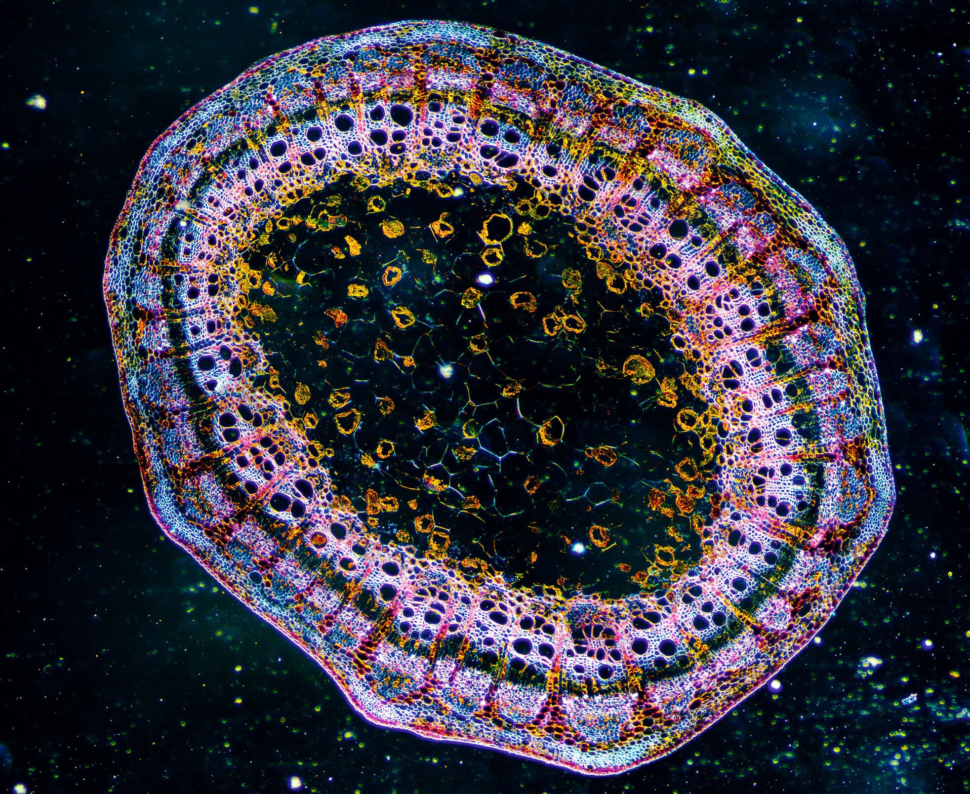 What is Cell Stress & Why Is It Important to Your Health?